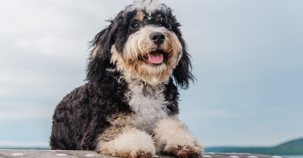 Bernedoodle world – Doodle Fun For Everyone!